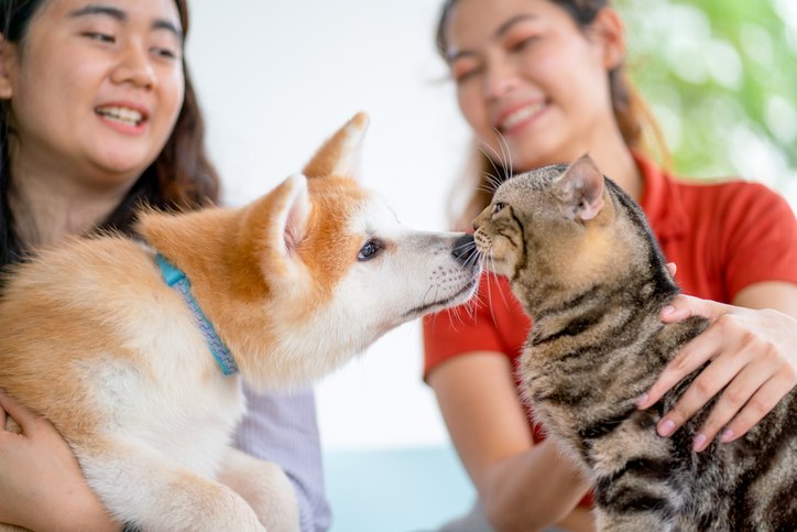 Pawrents in Singapore: How do cat and dog owners differ from your ...